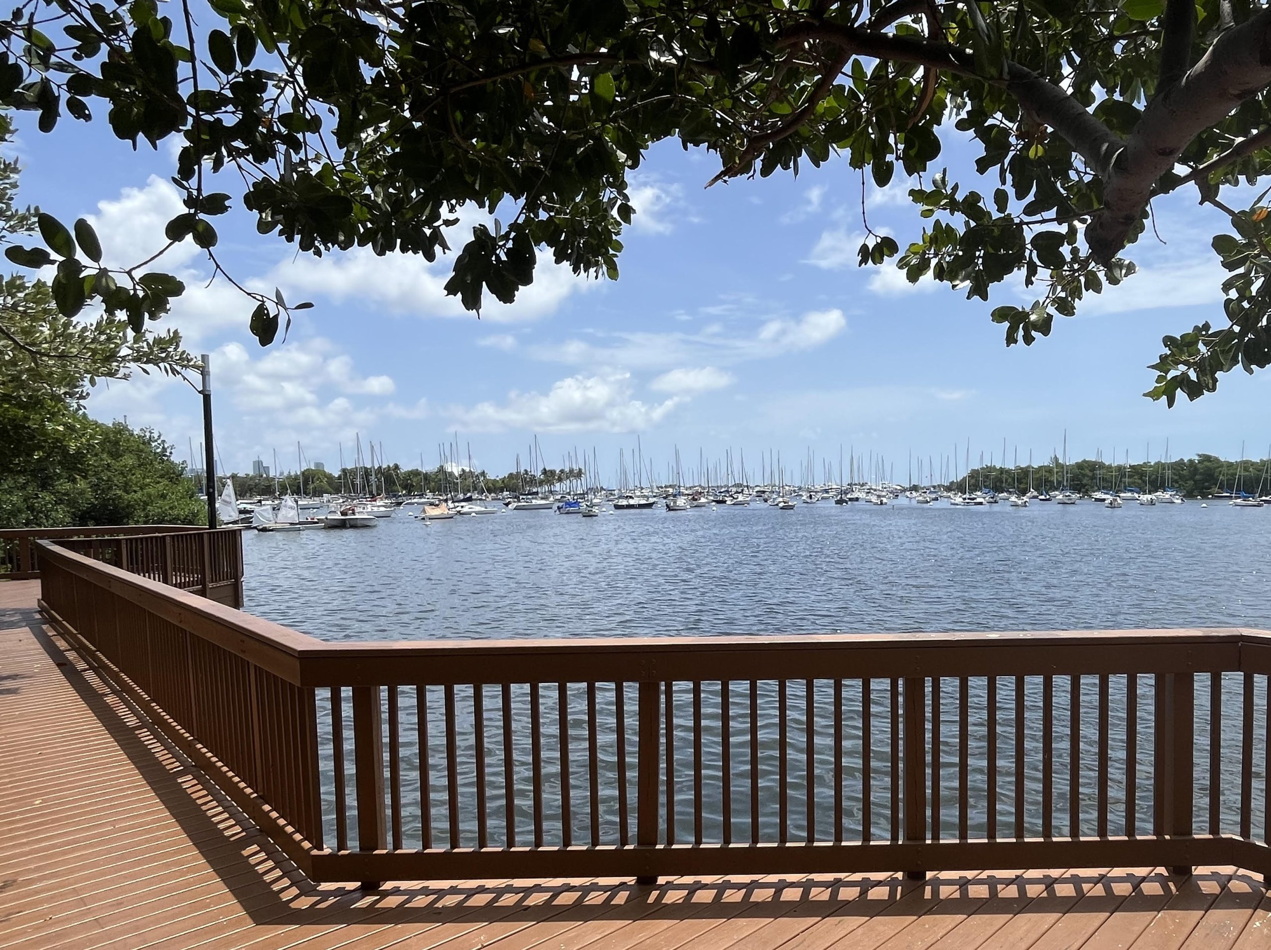Bay Waters Show Signs of Progress in Coconut Grove - Coconut Grove ...