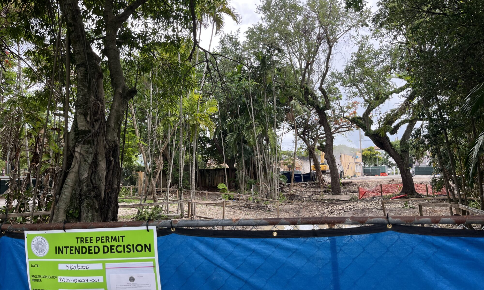As Tree Appeals Surge, Critics Question City’s Permit Practices ...